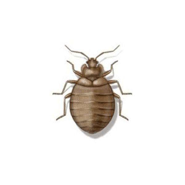 Pest Identification Library Identification & Info | American Pest ...