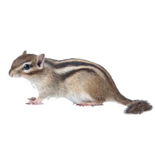 Chipmunk Identification & Info | American Pest Management - Pest ...