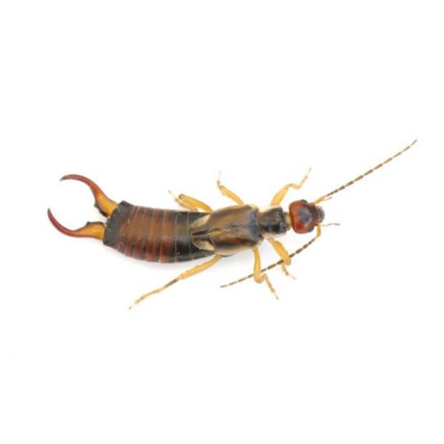 Earwig Identification & Info | American Pest Management - Pest Control ...