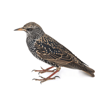 European Starling Identification & Info | American Pest Management ...