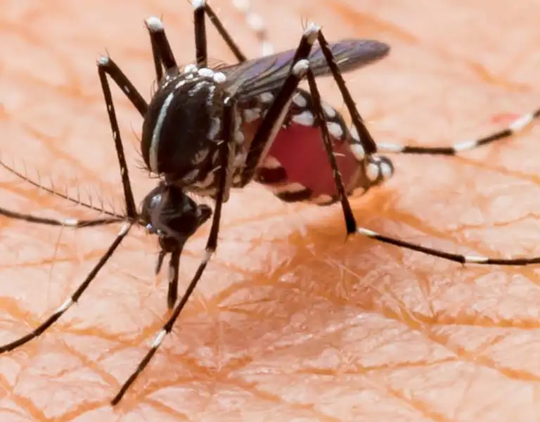 Mosquito Extermination & Prevention | American Pest Management - Pest ...