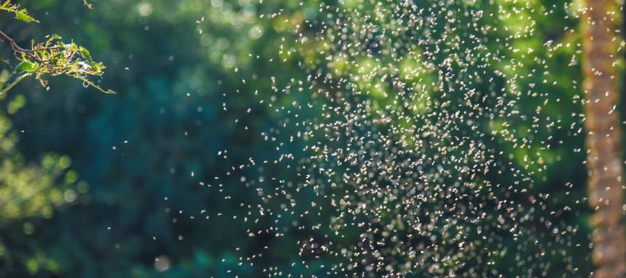 Spring Swarm: Pests to Watch For | American Pest Management - Pest ...