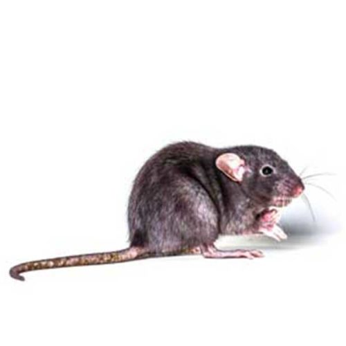 Roof Rat Identification & Info | American Pest Management - Pest ...