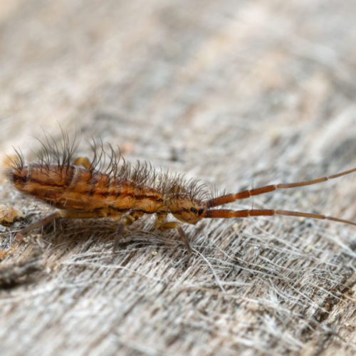 Springtail Identification & Info | American Pest Management - Pest ...